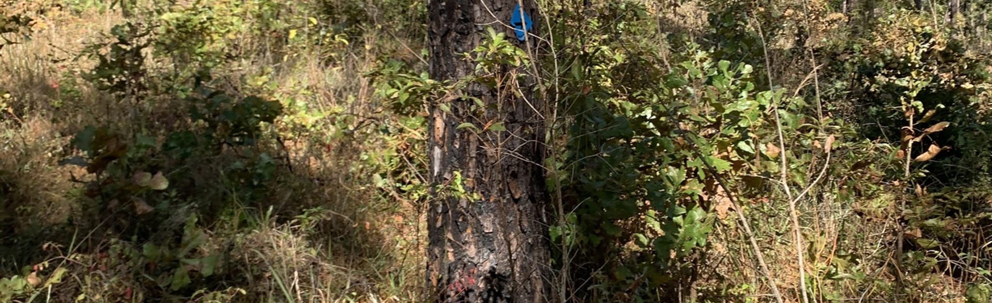 Woodsworth Loop of the Claiborne Multi-Use Trails | Map, Guide ...