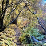 Burch Creek Trail, Utah - 663 Reviews, Map | AllTrails