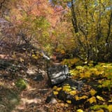 Burch Creek Trail, Utah - 663 Reviews, Map | AllTrails