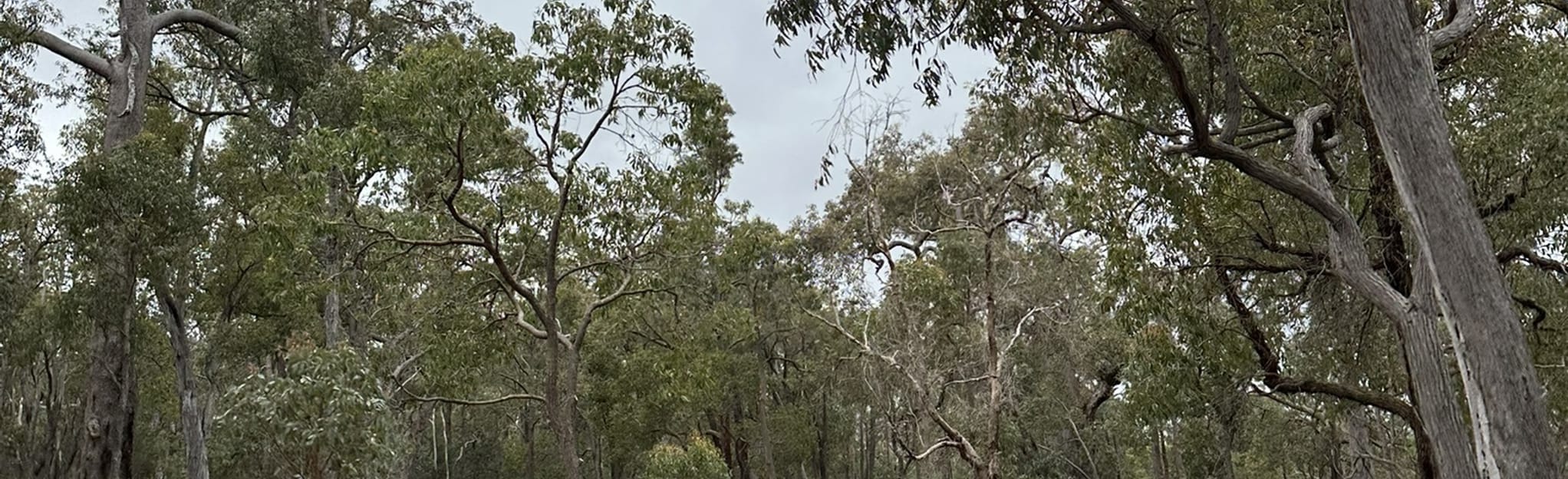 Settlers Commons Short Loop, Western Australia, Australia - 16 Reviews ...