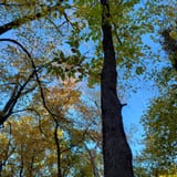 High Point Trail and Rock Top, Illinois - 189 Reviews, Map | AllTrails