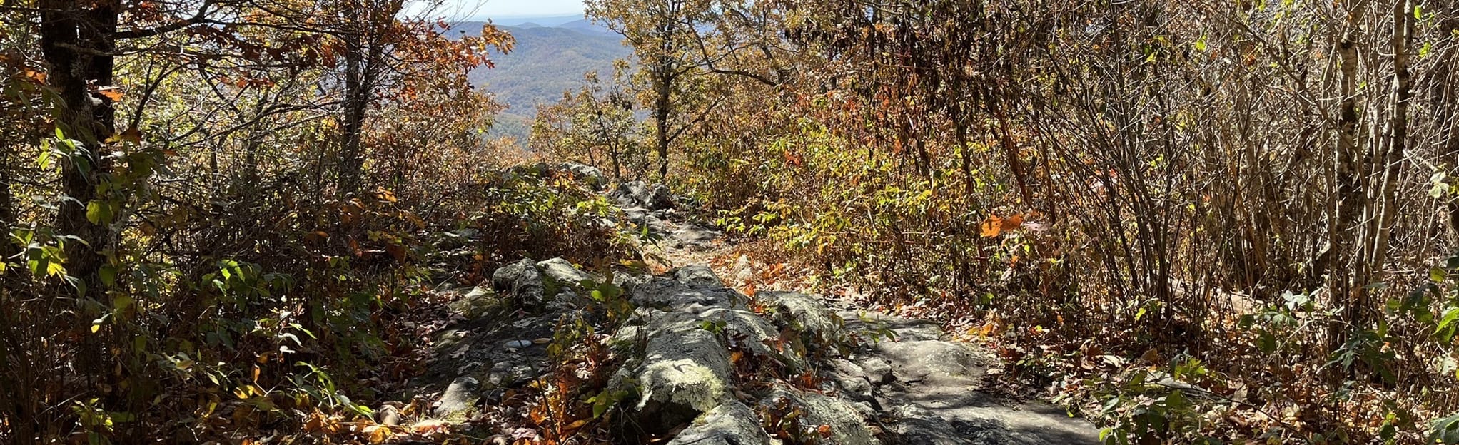 Mulkey Gap to Coosa Bald Trail - Georgia | AllTrails