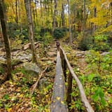 Snake Den Ridge Trail, Tennessee - 107 Reviews, Map | AllTrails