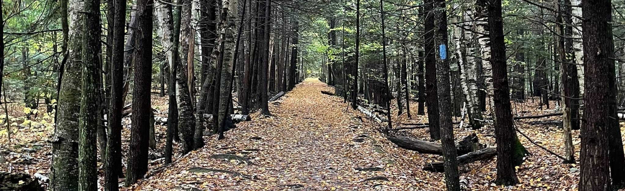 Lye Brook Falls Trail, Vermont - 2,777 Reviews, Map | AllTrails