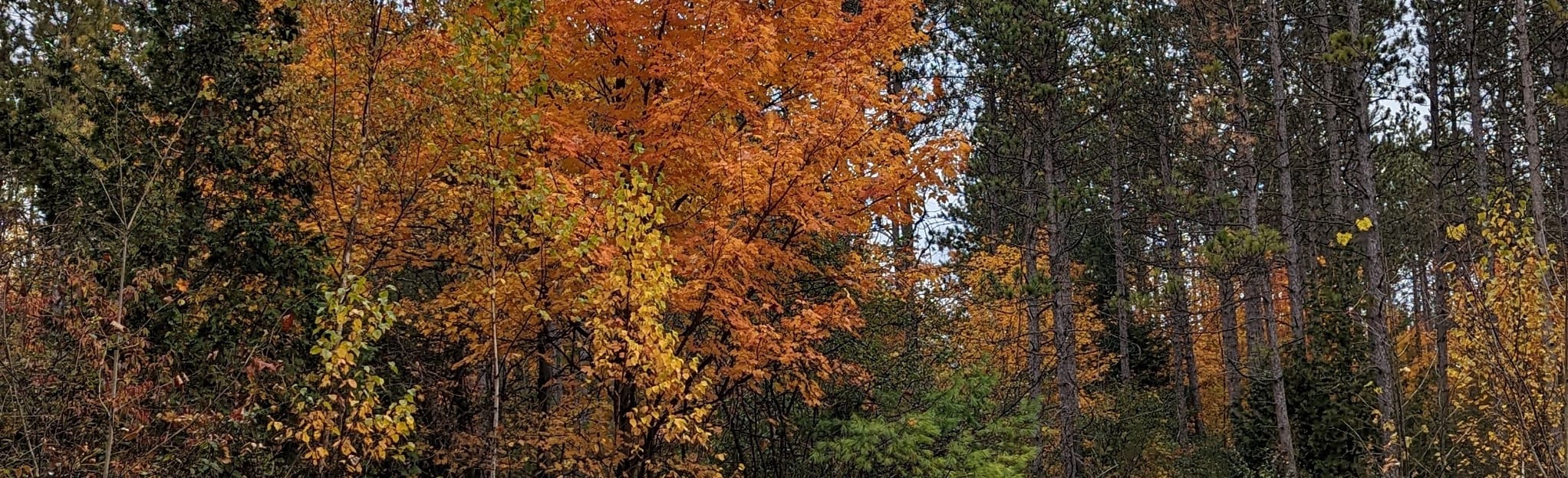 Connecting Trail via Eastern Bluebird Trail: 293 foto's - Ontario ...