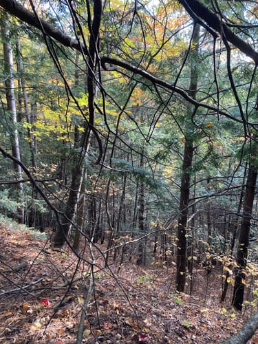 Best Hikes and Trails in Big Ravine Nature Preserve | AllTrails