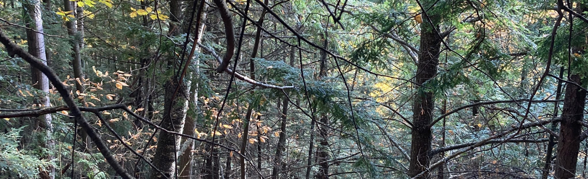 Big Ravine Nature Preserve, Wisconsin - 99 Reviews, Map | AllTrails