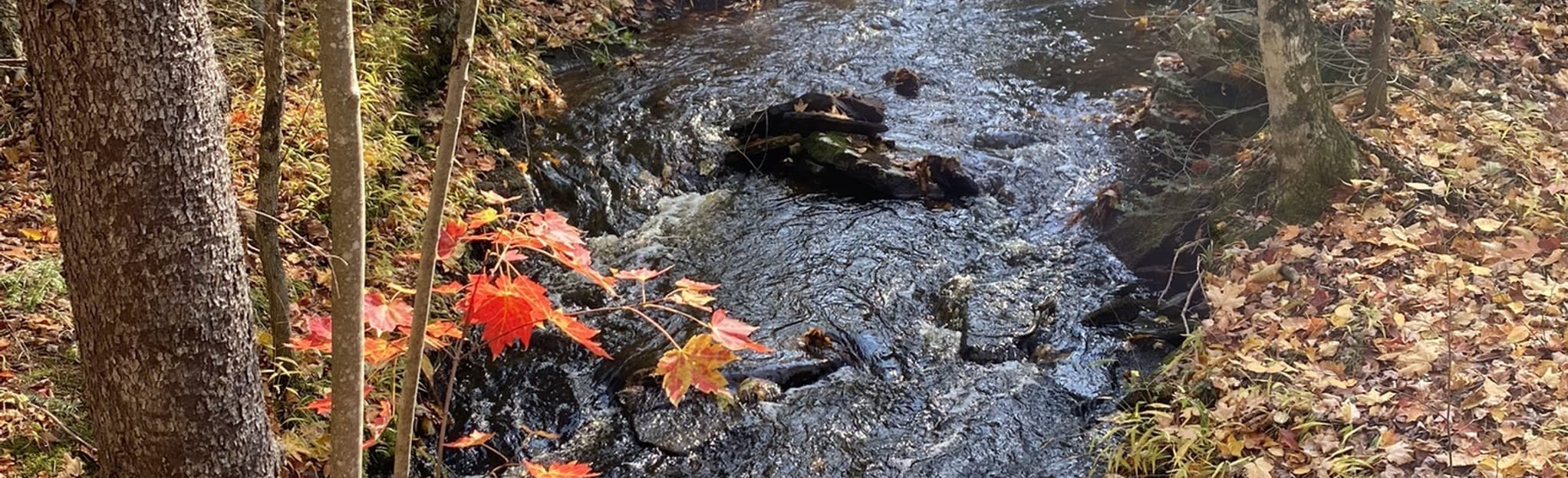 Tyoga Historic Pathway, Michigan - 43 Reviews, Map | AllTrails