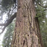 Big Tree Loop, Oregon - 75 Reviews, Map | AllTrails