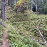 Big Tree Loop, Oregon - 75 Reviews, Map | AllTrails
