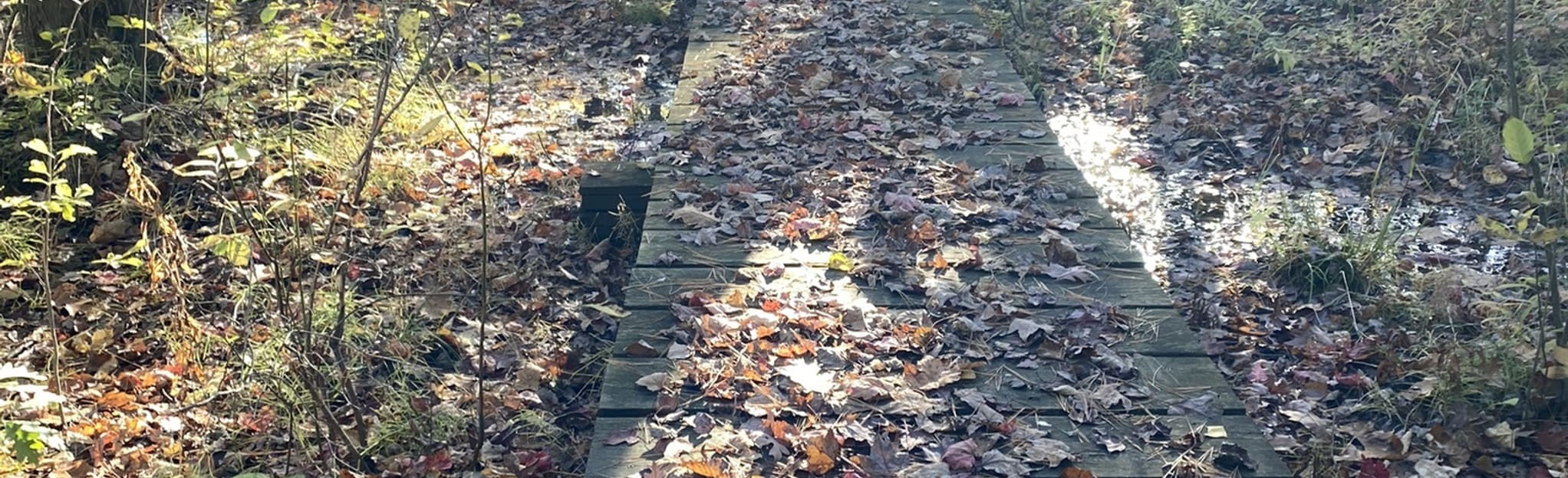 Sullivan Nature Trail, New Hampshire - 14 Reviews, Map | AllTrails