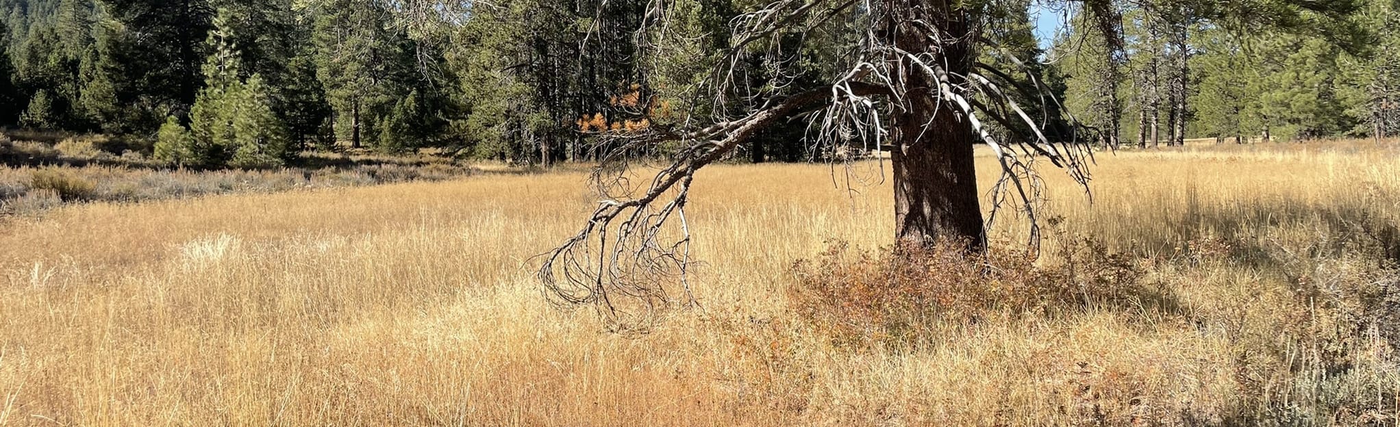 Commemorative Overland Emigrant Trail (Emigrant Trail), California - 30 ...