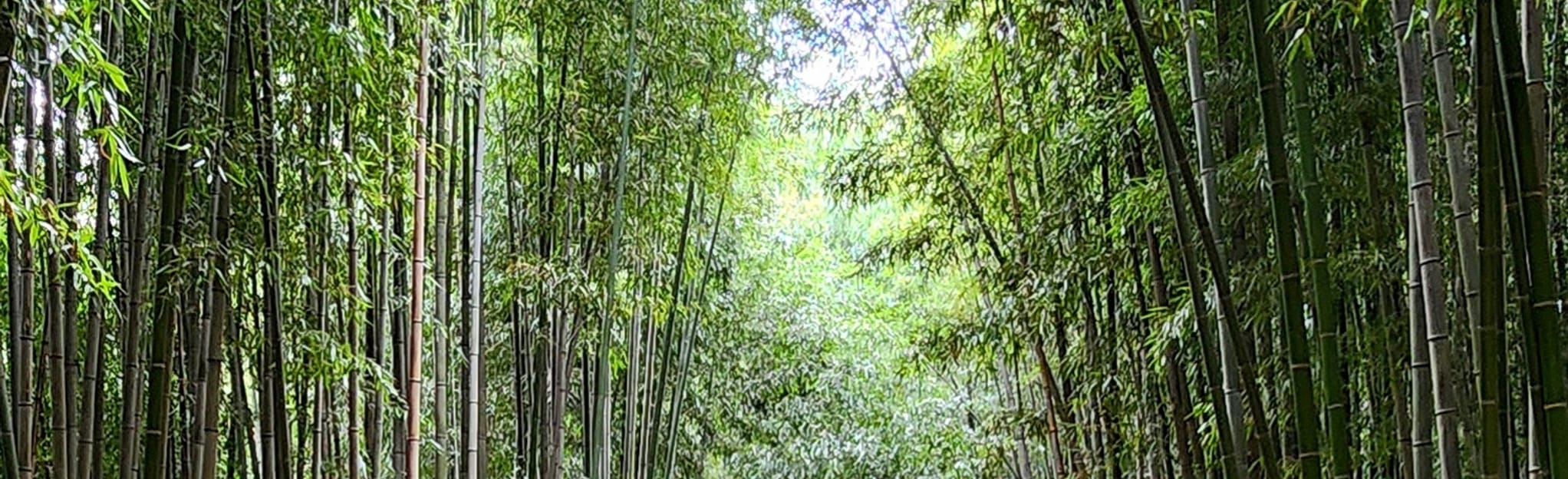 Juknokwon Bamboo Forest Loop, Jeollanam-do, South Korea - 8 Reviews ...