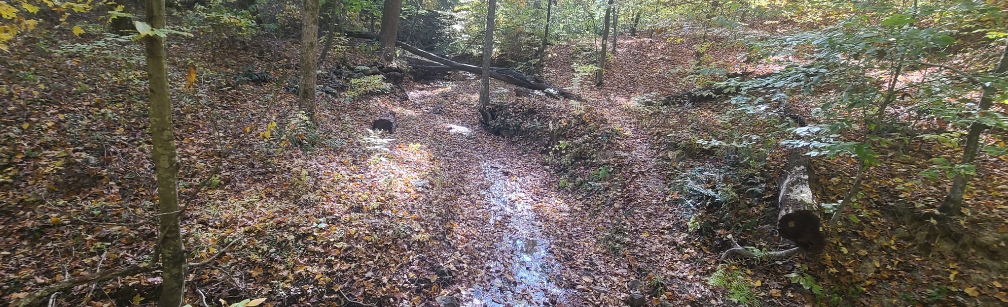 Greens Bluff Raccoon Woods Trail: 46 Reviews, Map - Indiana | AllTrails