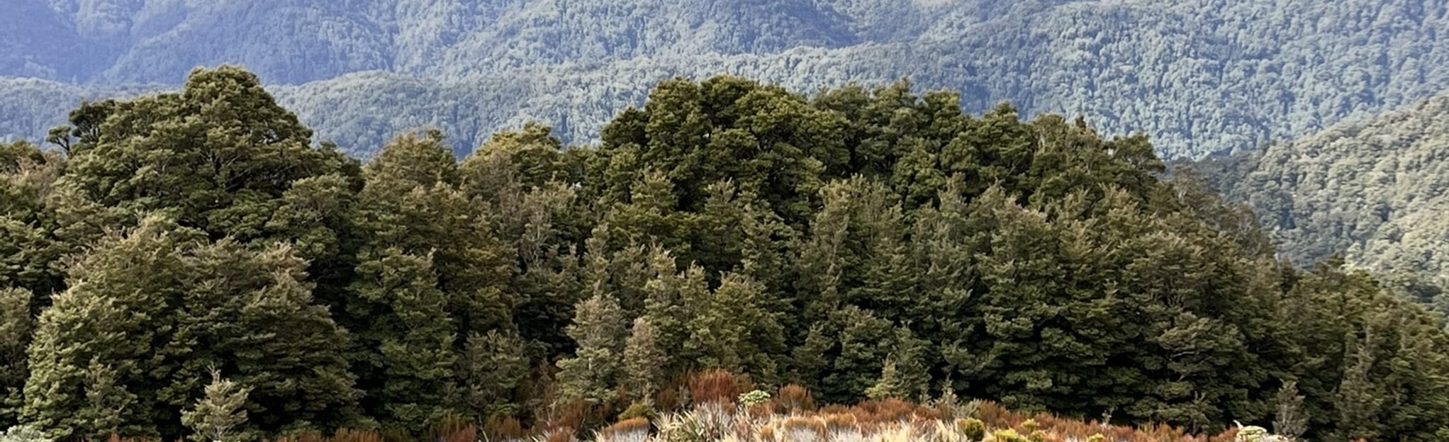 Paparoa Track: Ces Clark Hut to Moonlight Tops Hut: 25 Reviews, Map ...