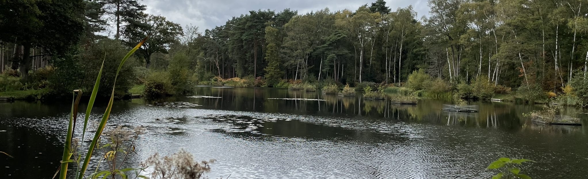 Elstead Circular, Surrey, England - 34 Reviews, Map | AllTrails