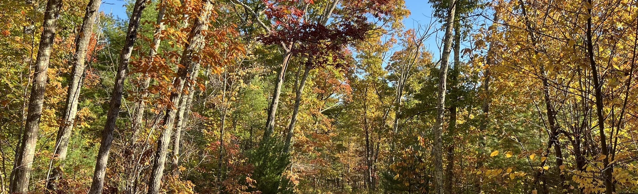 State Forest Road and Charley's Loop: 299 Reviews, Map - Massachusetts ...