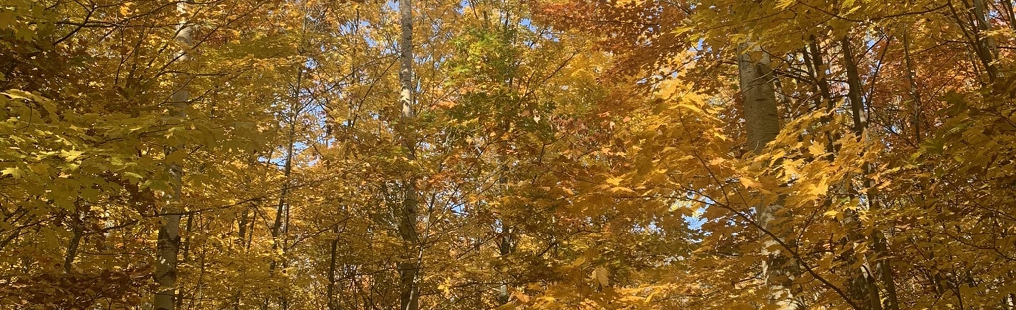 Midland Mountain Forest Loop: 3 foto - Ontario, Canada | AllTrails