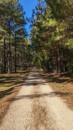 Best Hikes and Trails in Carl Alwin Schenck Memorial Forest | AllTrails