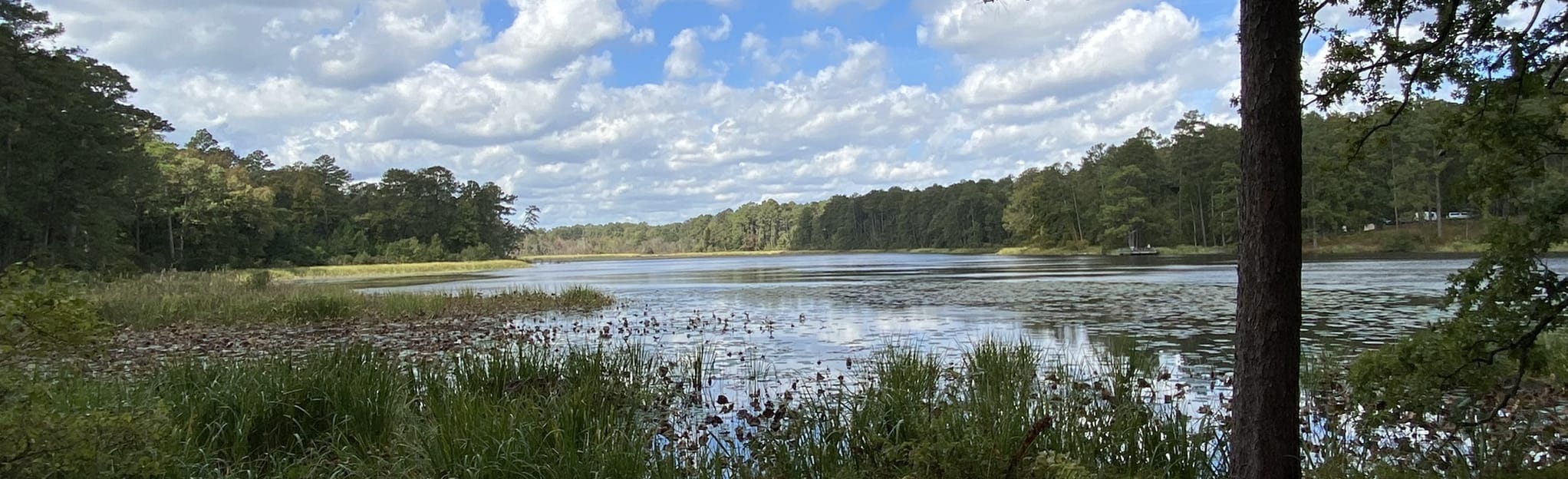 Wild Azalea Trail, Louisiana - 327 Reviews, Map | AllTrails