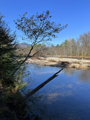 Best Hikes and Trails in Albany Town Forest | AllTrails