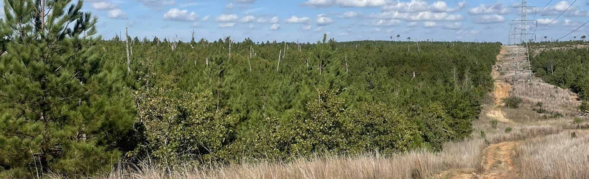 Lost Pines Trail, Texas - 625 Reviews, Map | AllTrails