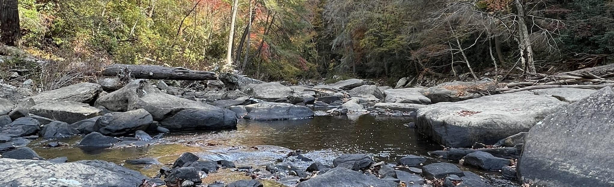 Paw Paw Trail, Tennessee - 712 Reviews, Map | AllTrails