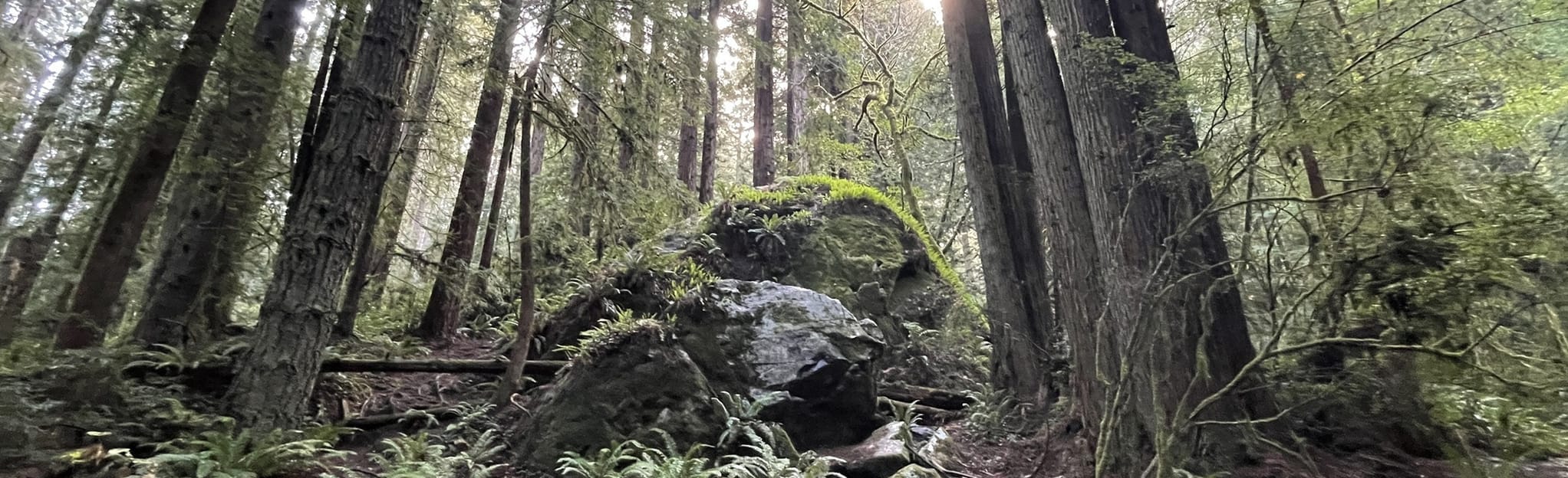 Jolly Giant Trail Loop | Map, Guide - California | AllTrails