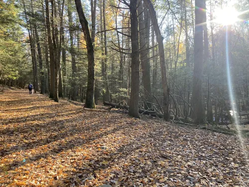 10 Best Forest Trails in Stokes State Forest | AllTrails