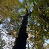 Lumber Ridge Trail, Tennessee - 211 Reviews, Map | AllTrails