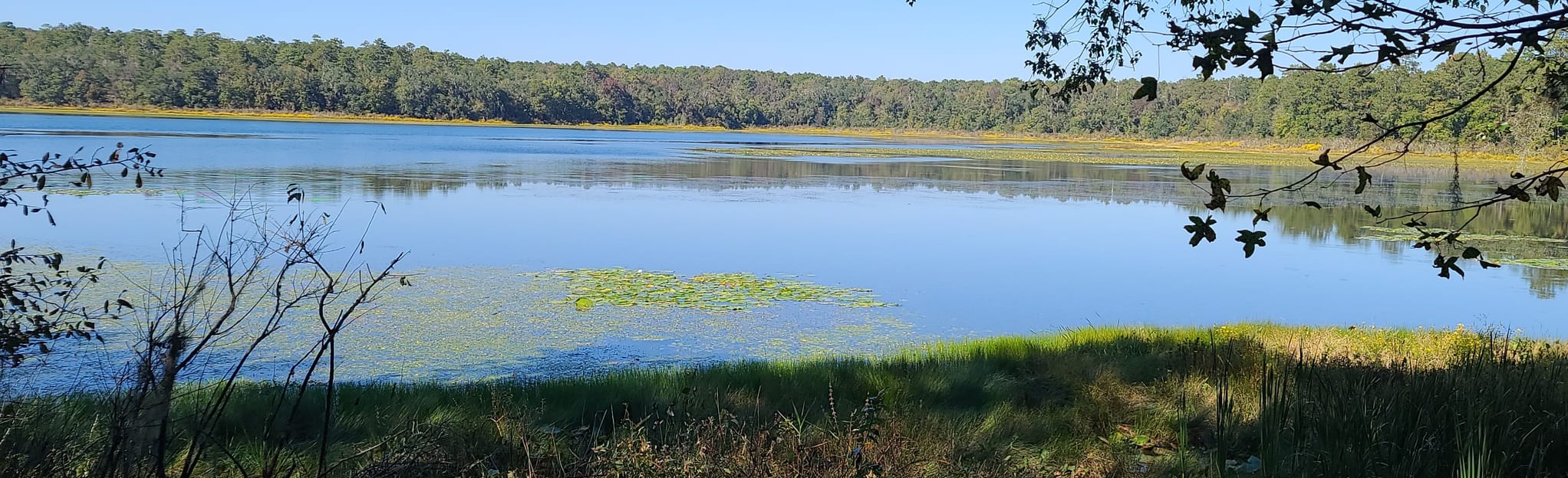 Ravine and Lake Trail Loop, Florida - 465 Reviews, Map | AllTrails