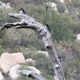 Sweetwater River Loop Trail, California - 425 Reviews, Map | AllTrails
