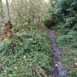 Camp Long Trails, Washington - 151 Reviews, Map | AllTrails