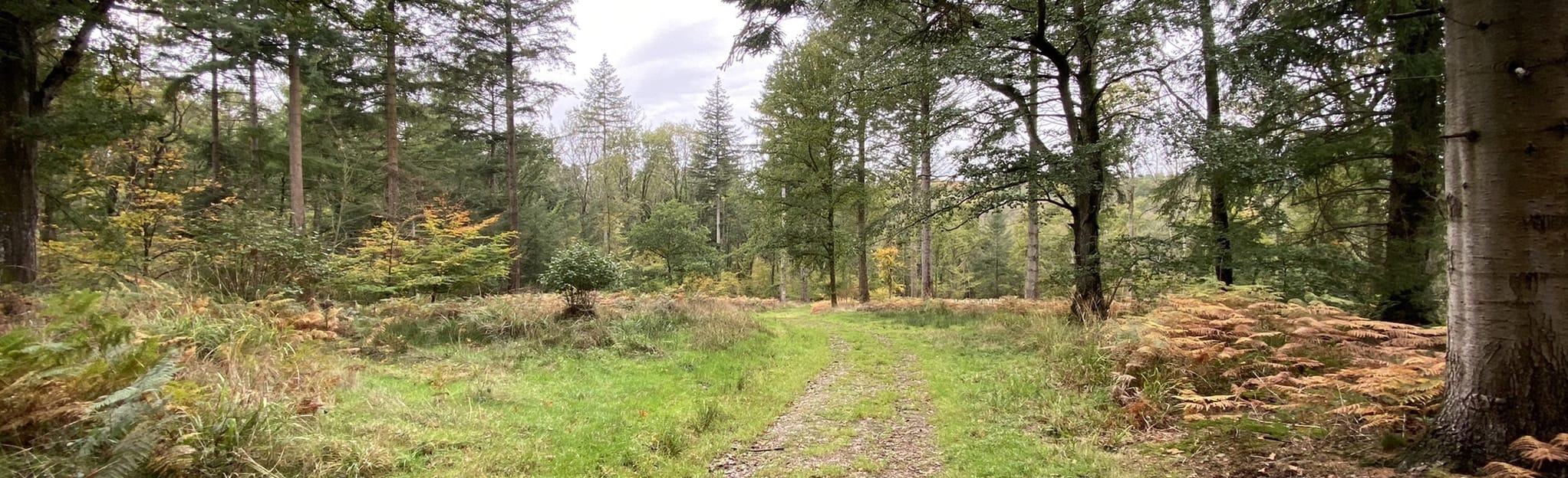 Gare Hill Wood Circular, Somerset, England - 22 Reviews, Map | AllTrails