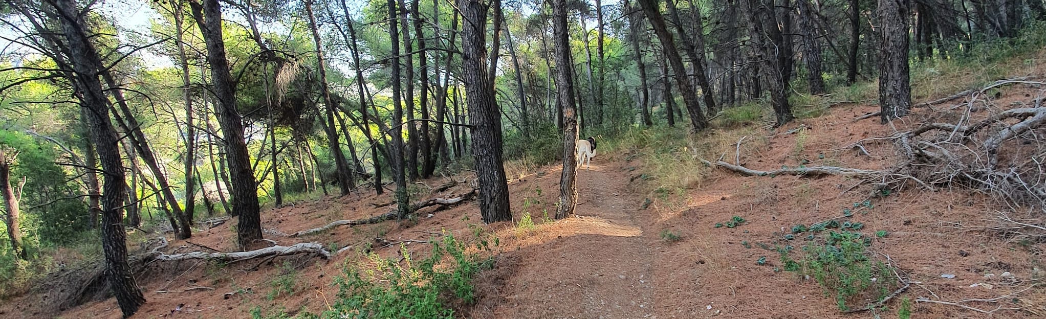 Dafni - Mount Egaleo, Attica, Greece - 7 Reviews, Map | AllTrails