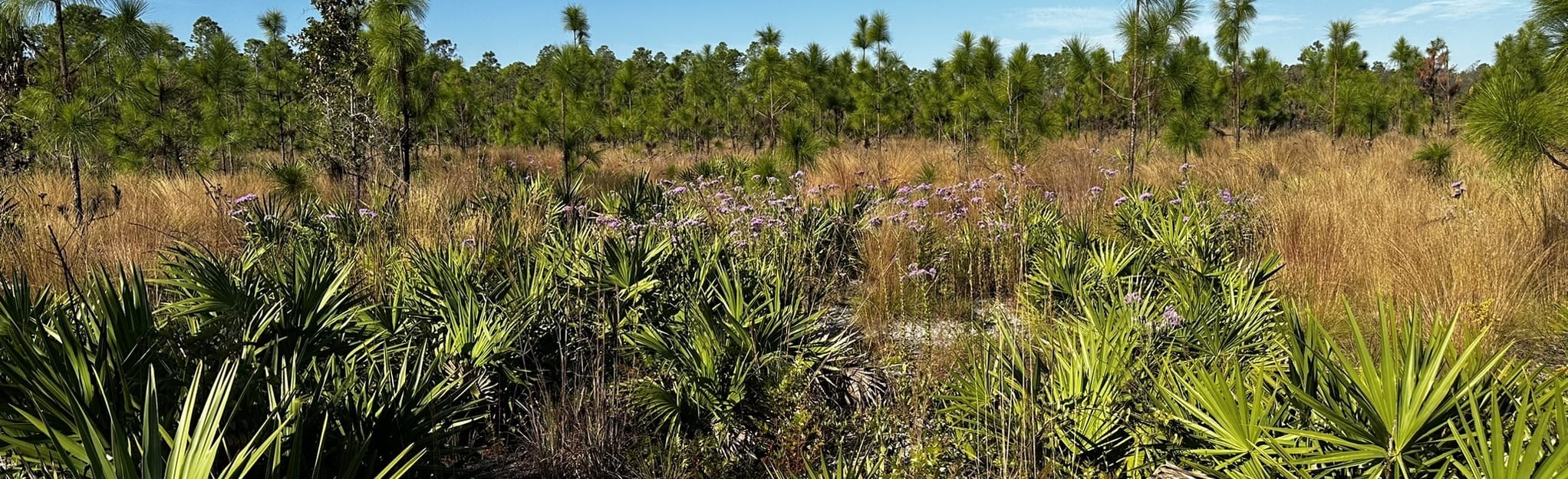 Buck Pond Loop, Florida - 398 Reviews, Map | AllTrails