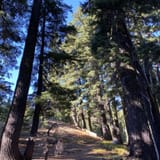 Lady of the Woods Trail, Oregon - 140 Reviews, Map | AllTrails