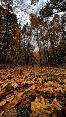 Best Hikes and Trails in Scenic Hudson’s Long View Park | AllTrails
