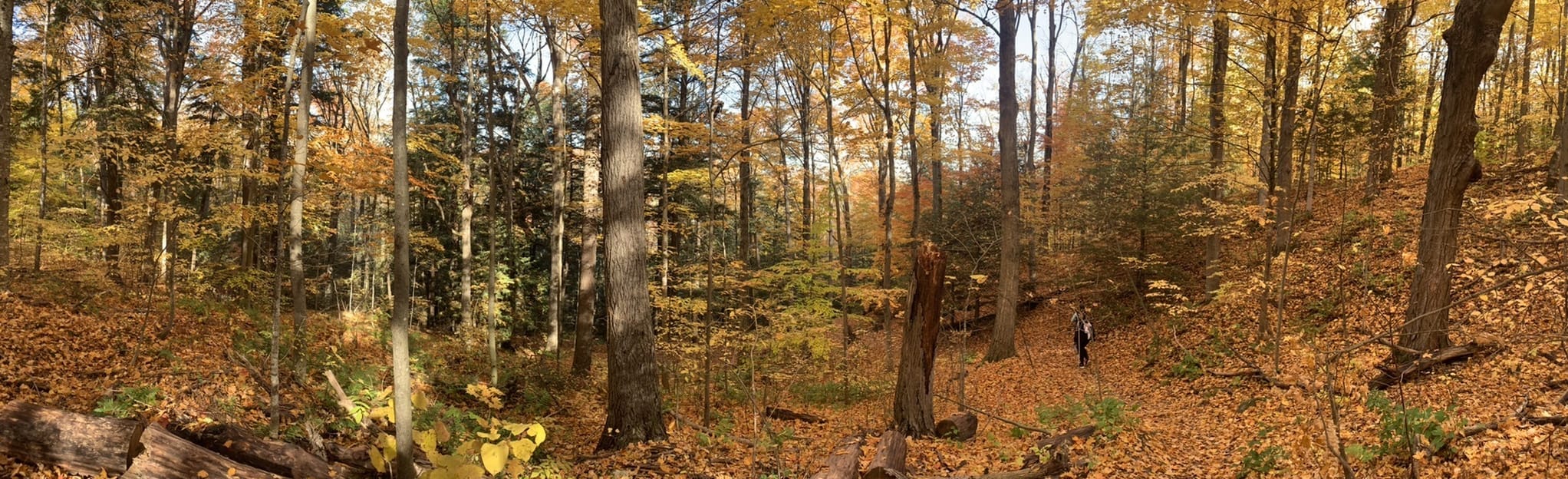 Sugar Maple Loop, Ontario, Canada - 89 Reviews, Map | AllTrails