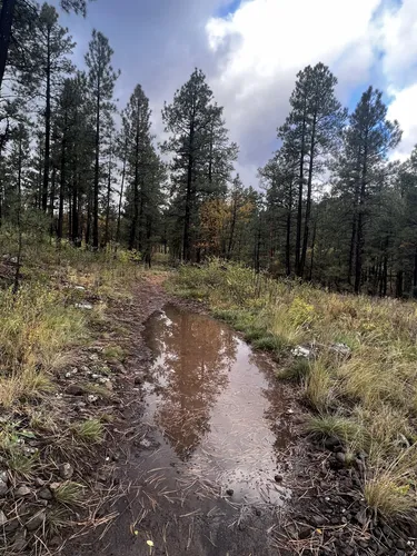 Best Hikes and Trails in Fort Tuthill County Park | AllTrails