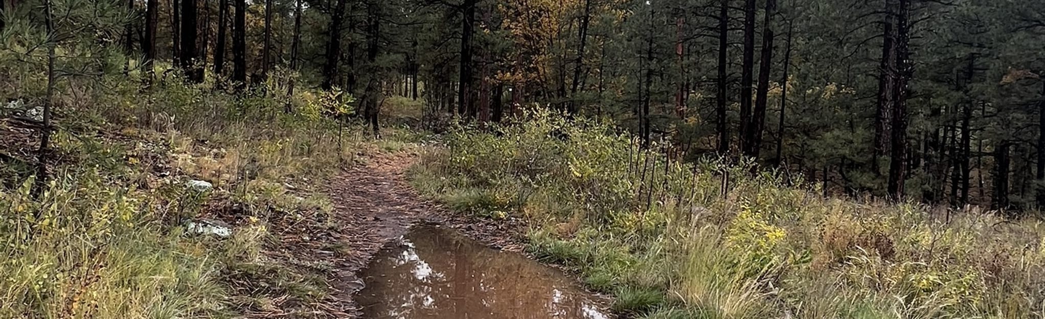 Soldier Trail and Bridge Trail Loop: 156 fotos - Arizona | AllTrails