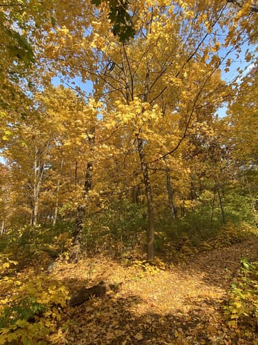 Best Hikes and Trails in Lippold Park | AllTrails