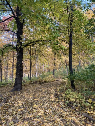 Best Hikes and Trails in Lippold Park | AllTrails