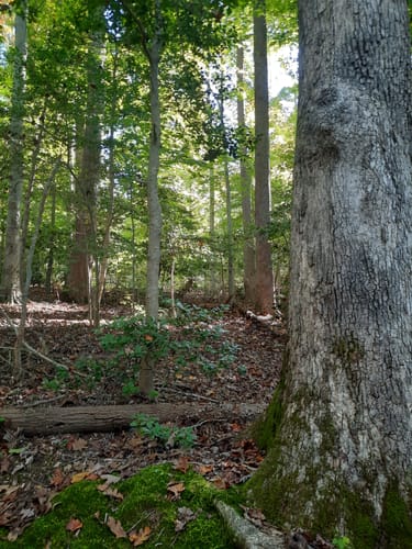 Best Hikes and Trails in Gilbert Run Park | AllTrails