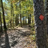 Eagle Point Trail, North Carolina - 223 Reviews, Map | AllTrails