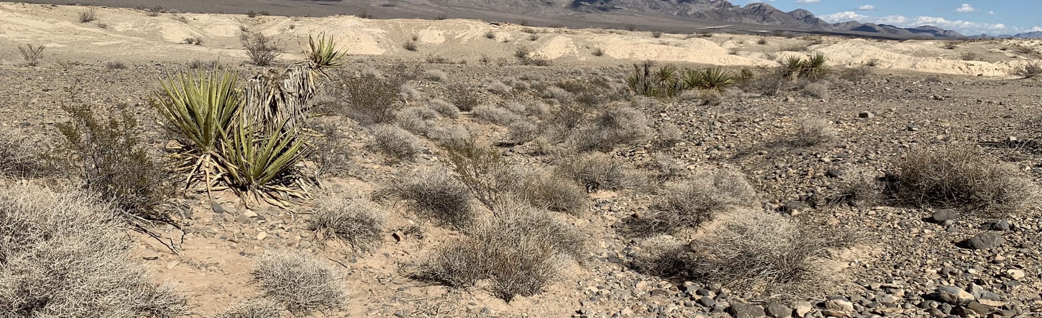 Fossil Beds North Unit Long Loop, Nevada - 39 Reviews, Map | AllTrails