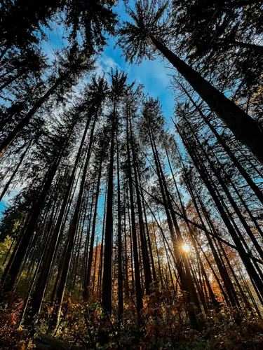 Best Hikes and Trails in Oak Grove State Game Area | AllTrails
