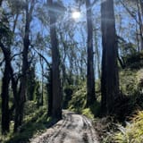 Gerbode Valley Loop, California - 408 Reviews, Map | AllTrails