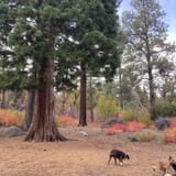 Utah Giant Sequoia Tree, Utah - 92 Reviews, Map | AllTrails