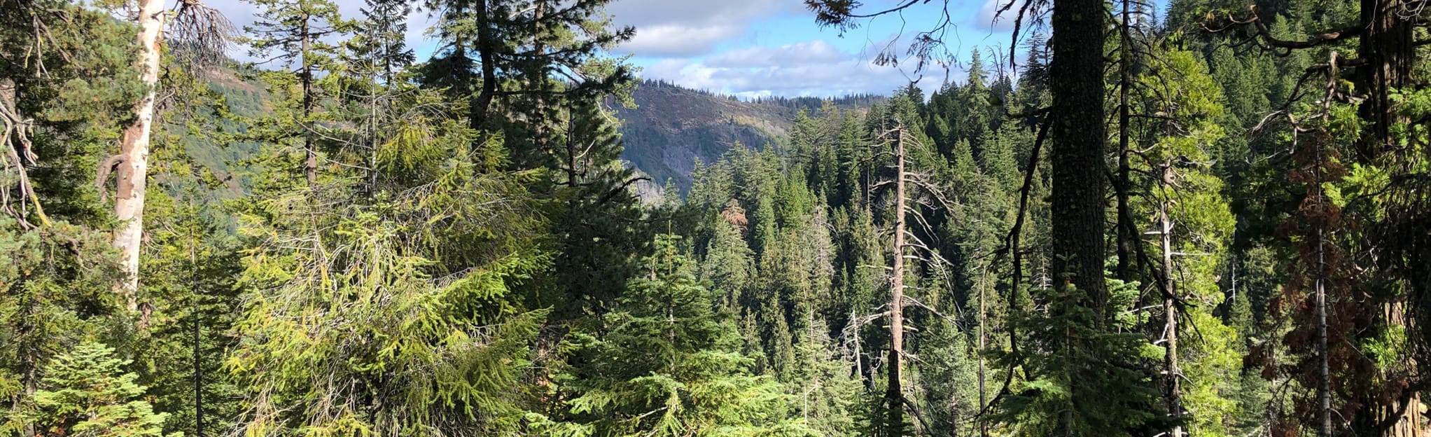 Frog Pond Loop Trail: 13 Reviews, Map - California | AllTrails